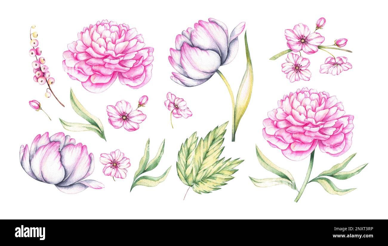 Peony wild flowers bouquet Cut Out Stock Images & Pictures - Alamy