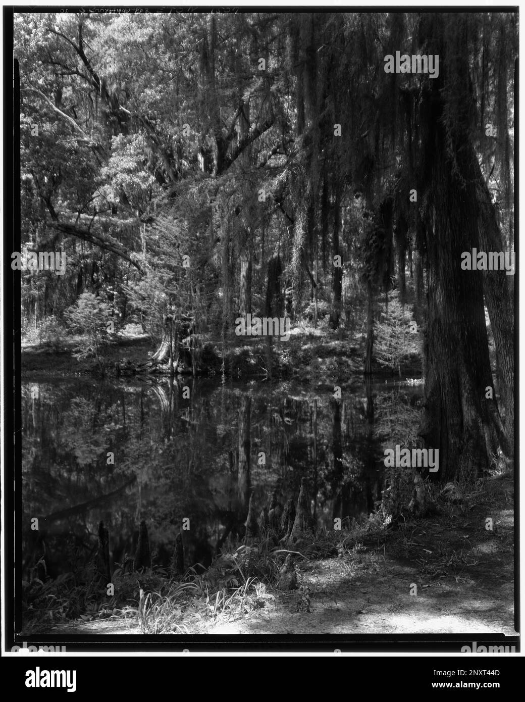 Middleton Place, Ashley River vic., Dorchester County, South Carolina ...