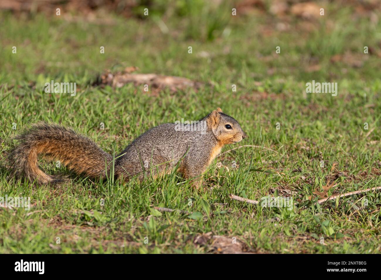 Profile of a cute, furry Fox Squirrel foraging for food in the green ...