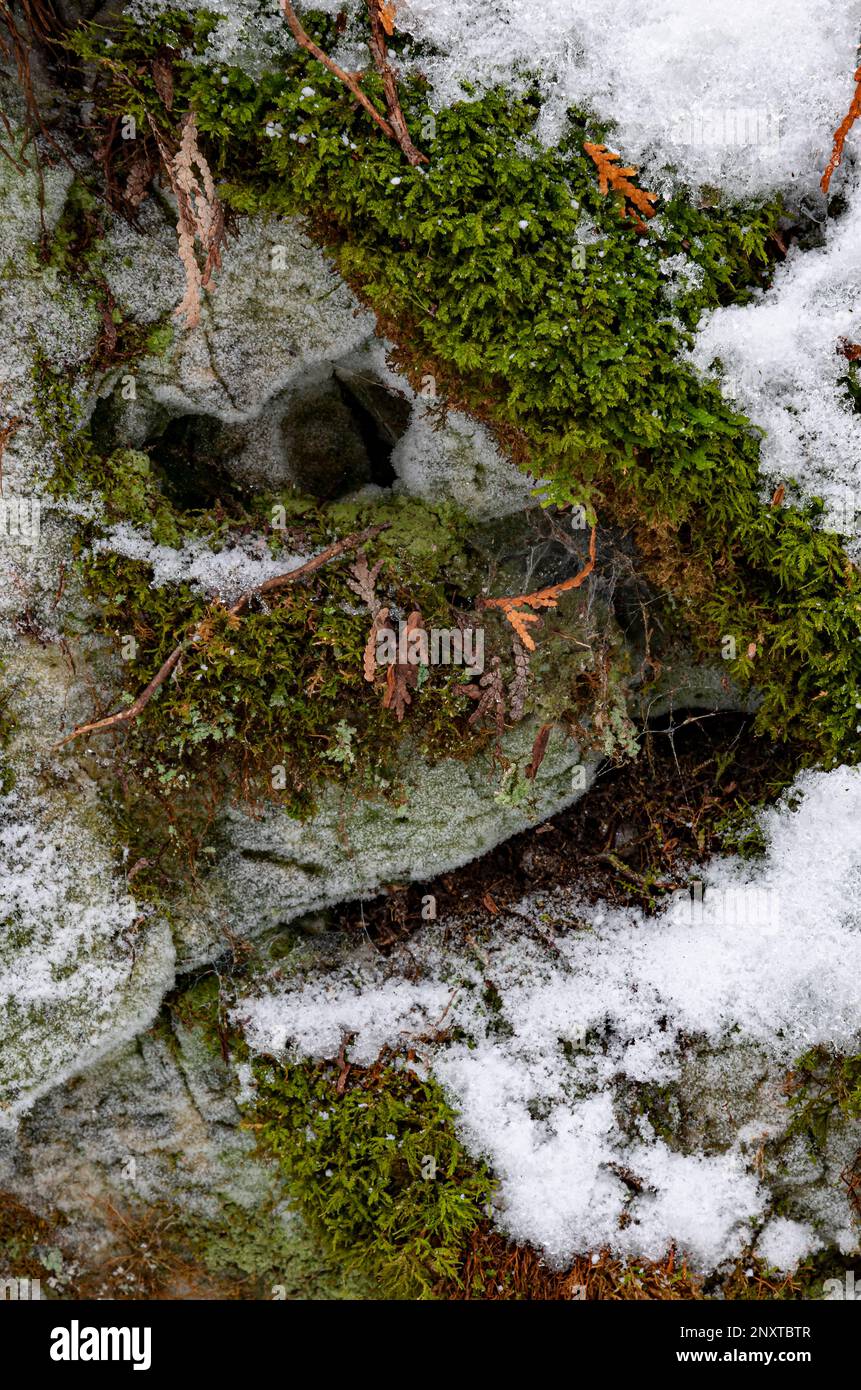 Moss and fresh snow surround two holes in a rock face, creating; "Moss ...