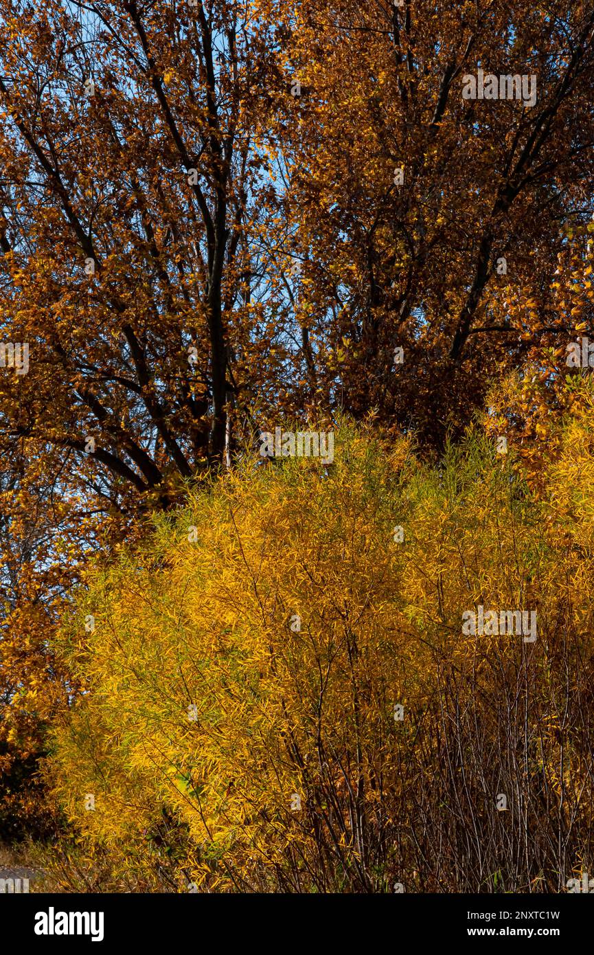 Brilliant autumn foliage of non-native willow shrubs believes its ...