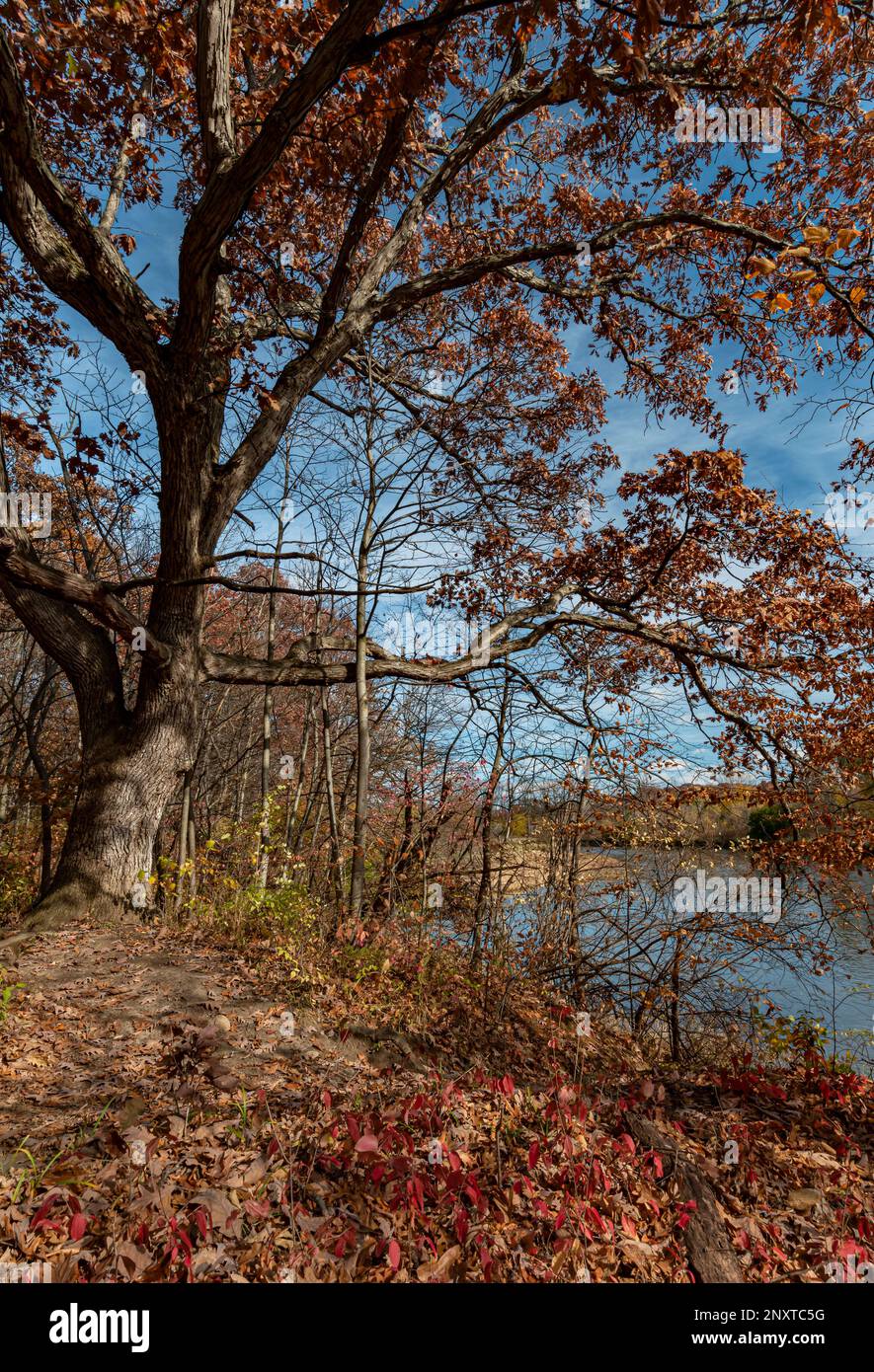 The DuPage River is scene through the braches of a autumn Oak tree ...