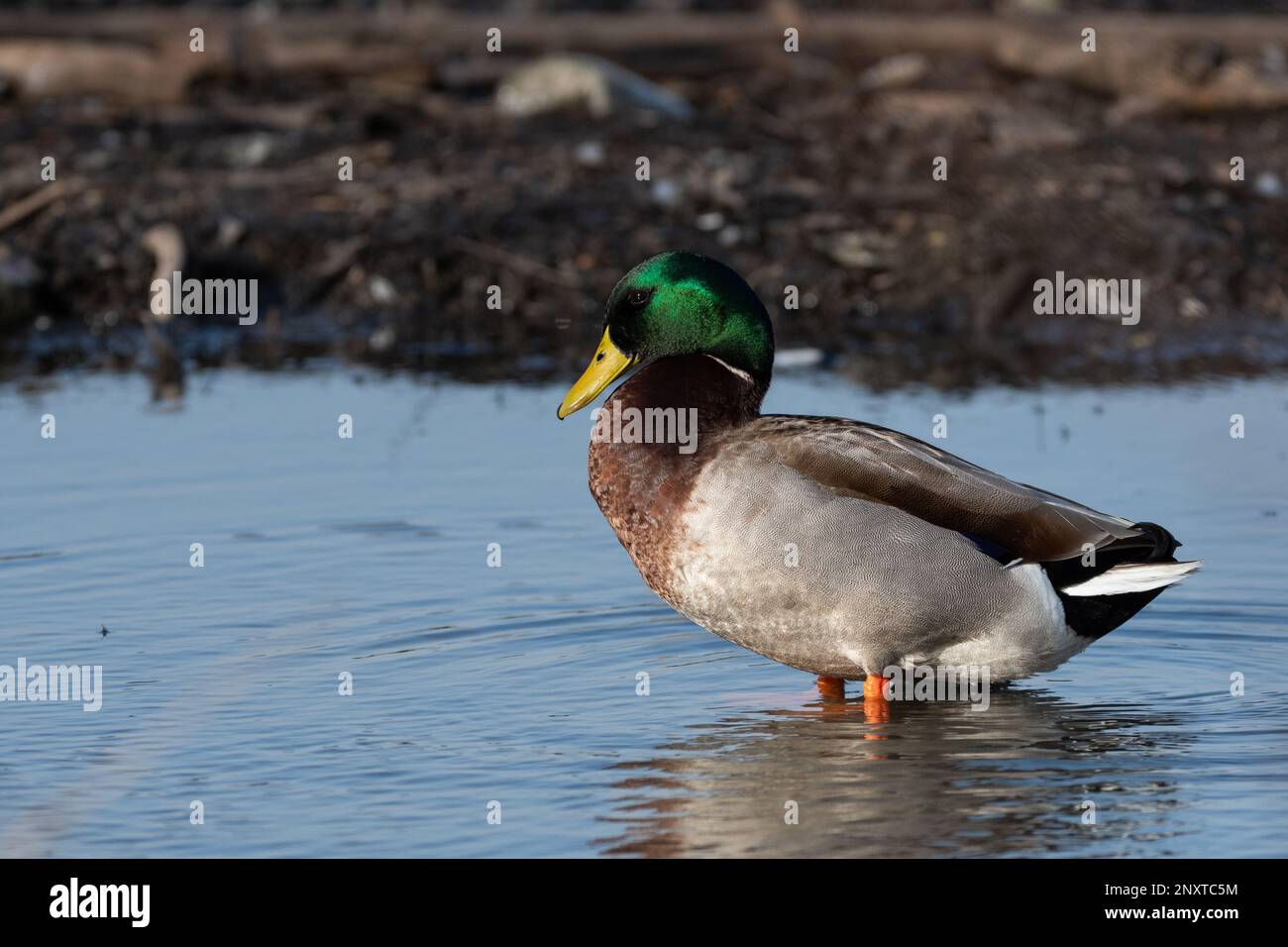 A profile of a male Mallard Duck standing in the shallow water near a ...
