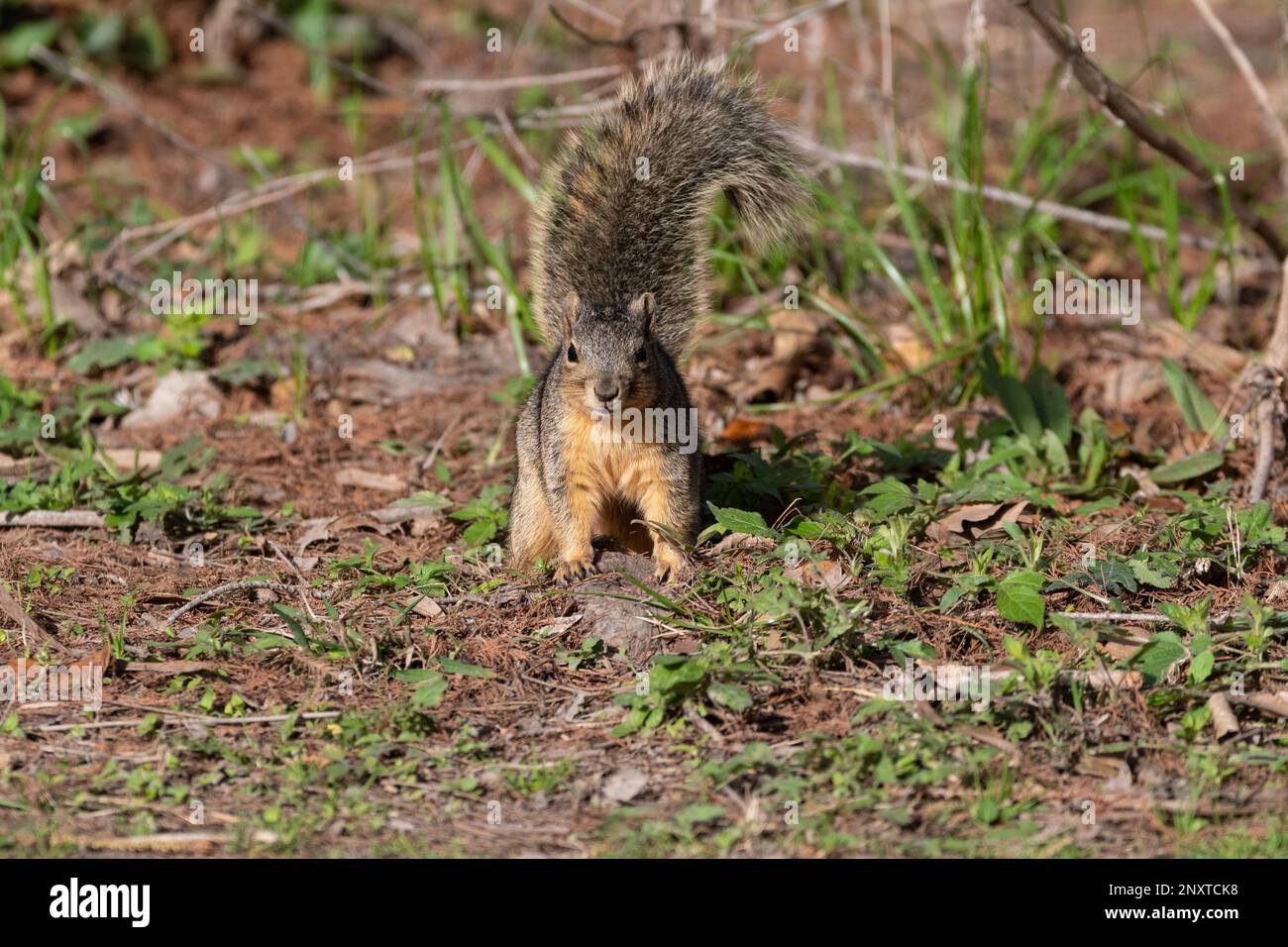 A cute, furry Fox Squirrel pausing to look up while searching for food ...