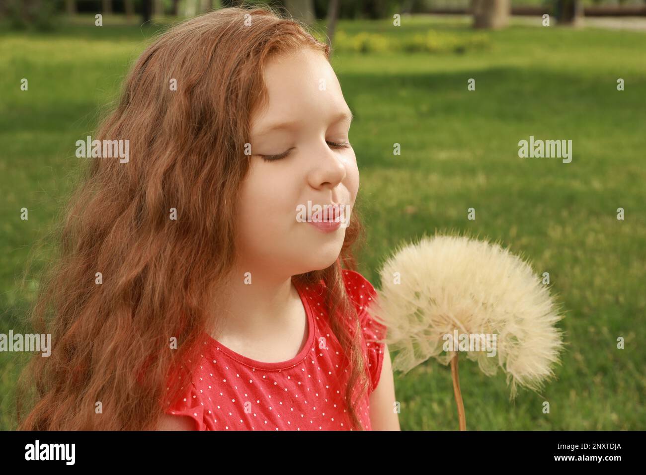 Cute girl with beautiful red hair blowing large dandelion in park ...