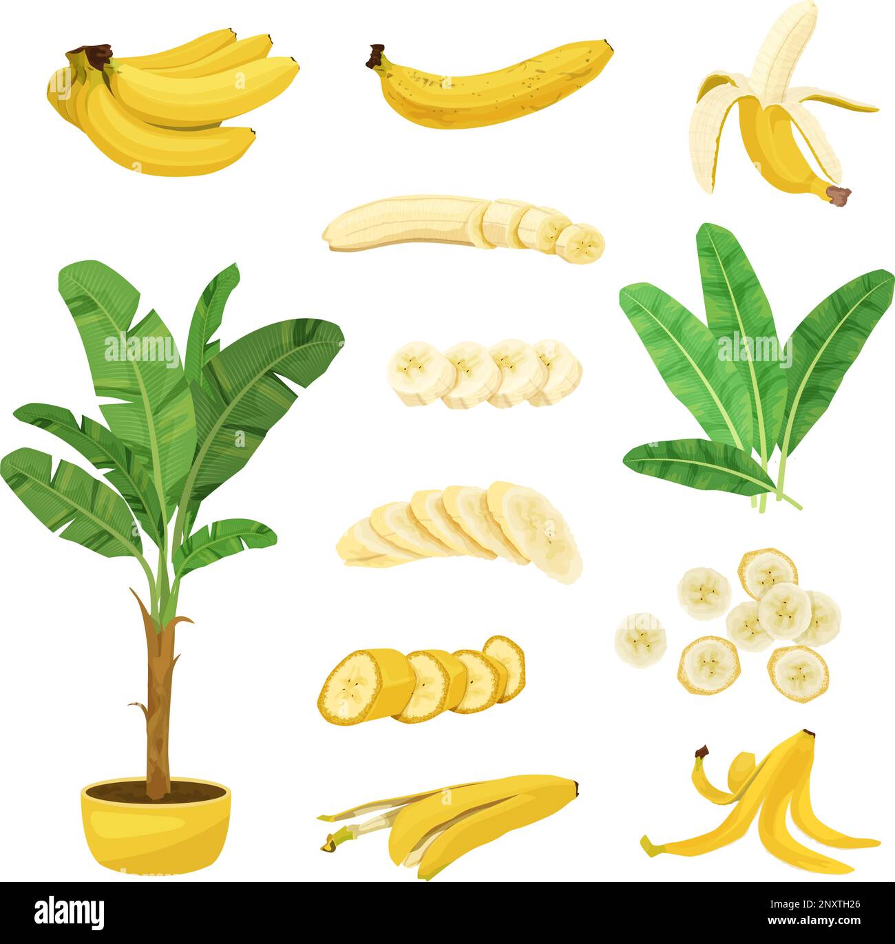 Banana flat set with isolated images of pot plant leaves and banana ...