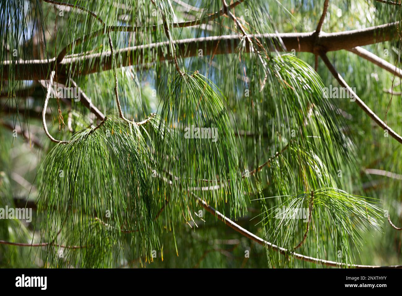 Pino himalaya hi-res stock photography and images - Alamy