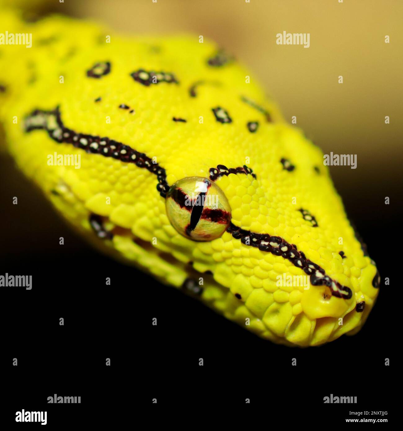 snake in nature on tree Stock Photo - Alamy