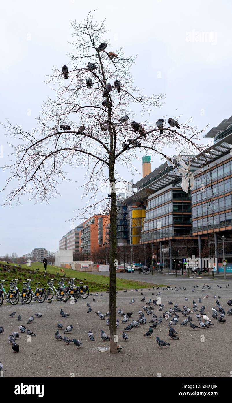 Pigeons Gathering At Potsdamer Platz, Berlin, Germany Stock Photo - Alamy