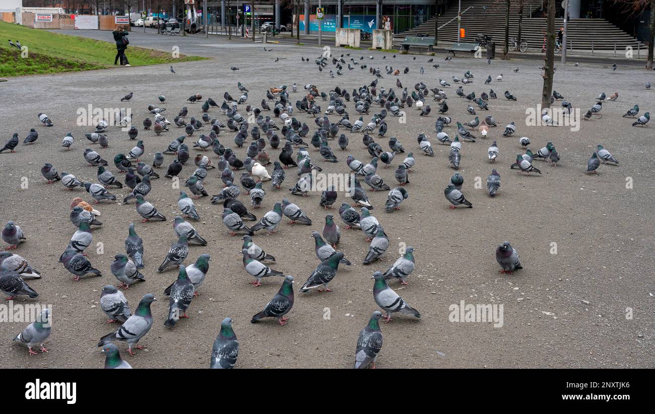 Pigeons Gathering At Potsdamer Platz, Berlin, Germany Stock Photo - Alamy