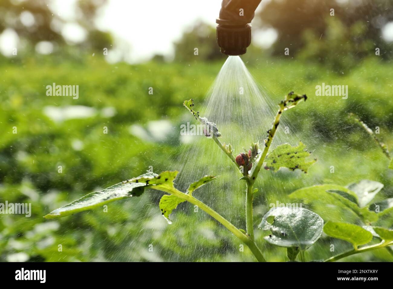 Spraying pesticide onto plant with colorado potato beetle larvae ...