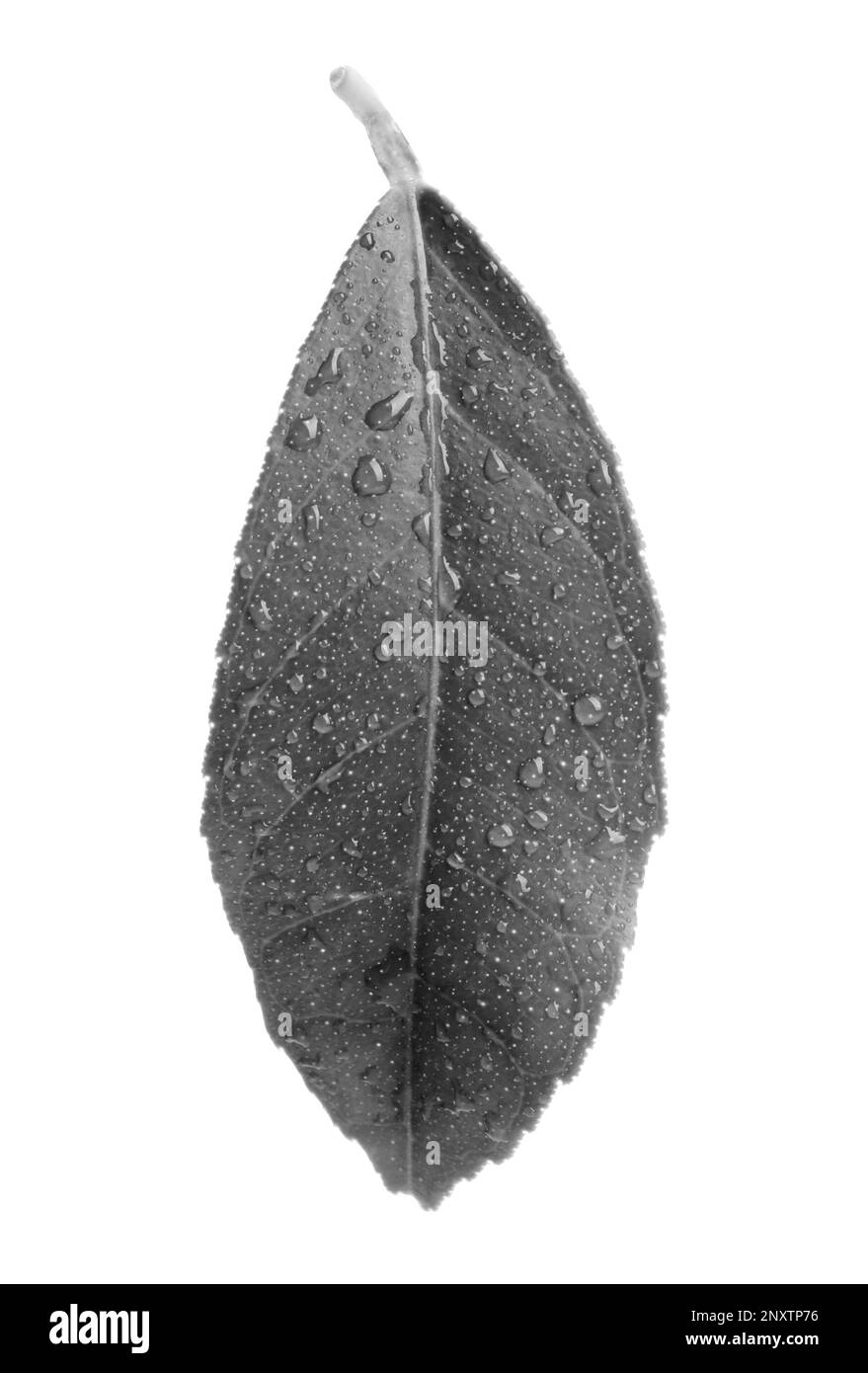 Fresh mandarin fruit on Black and White Stock Photos & Images - Alamy