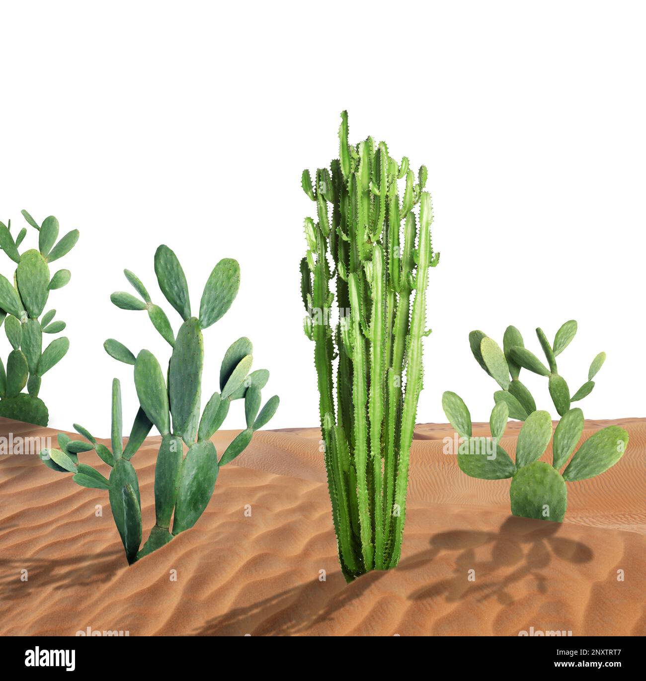 Beautiful rippled cactus hi-res stock photography and images - Alamy