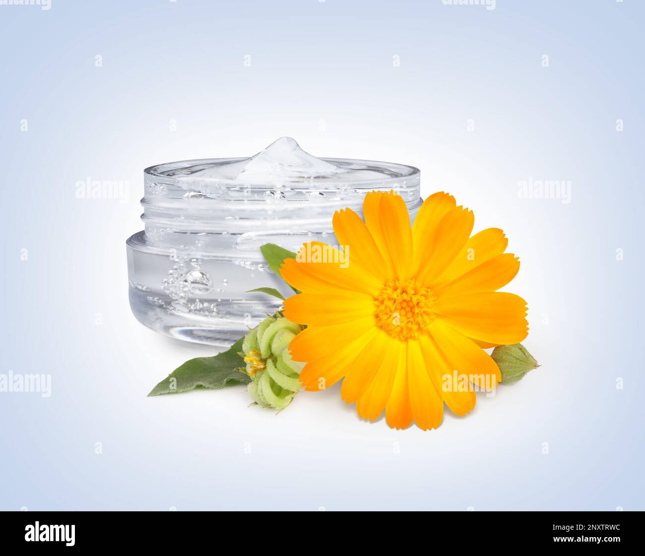 Transparent gel with calendula extract on light background. Natural ...