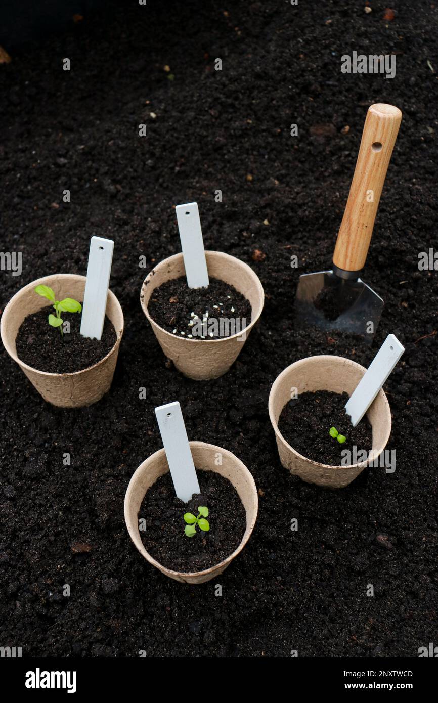 spring gardening, peat pots wit sprouts and scapula tool on texture ...