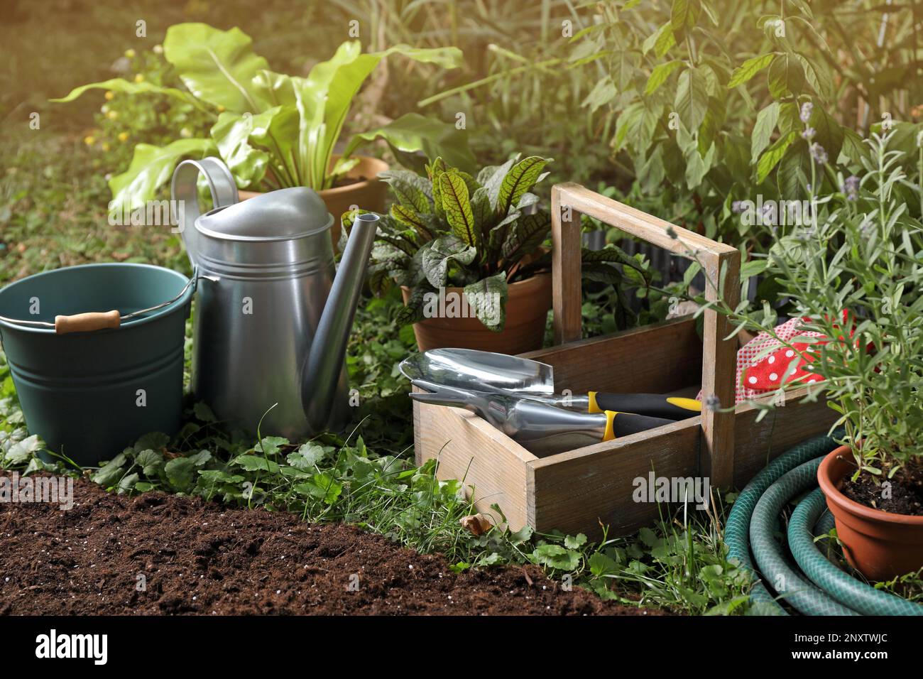 Beautiful plants and gardening tools on soil at backyard Stock Photo ...