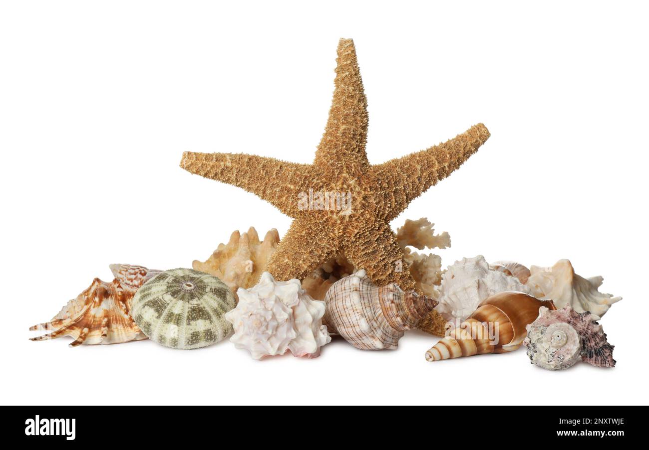 Beautiful starfish, coral and sea shells on white background Stock ...