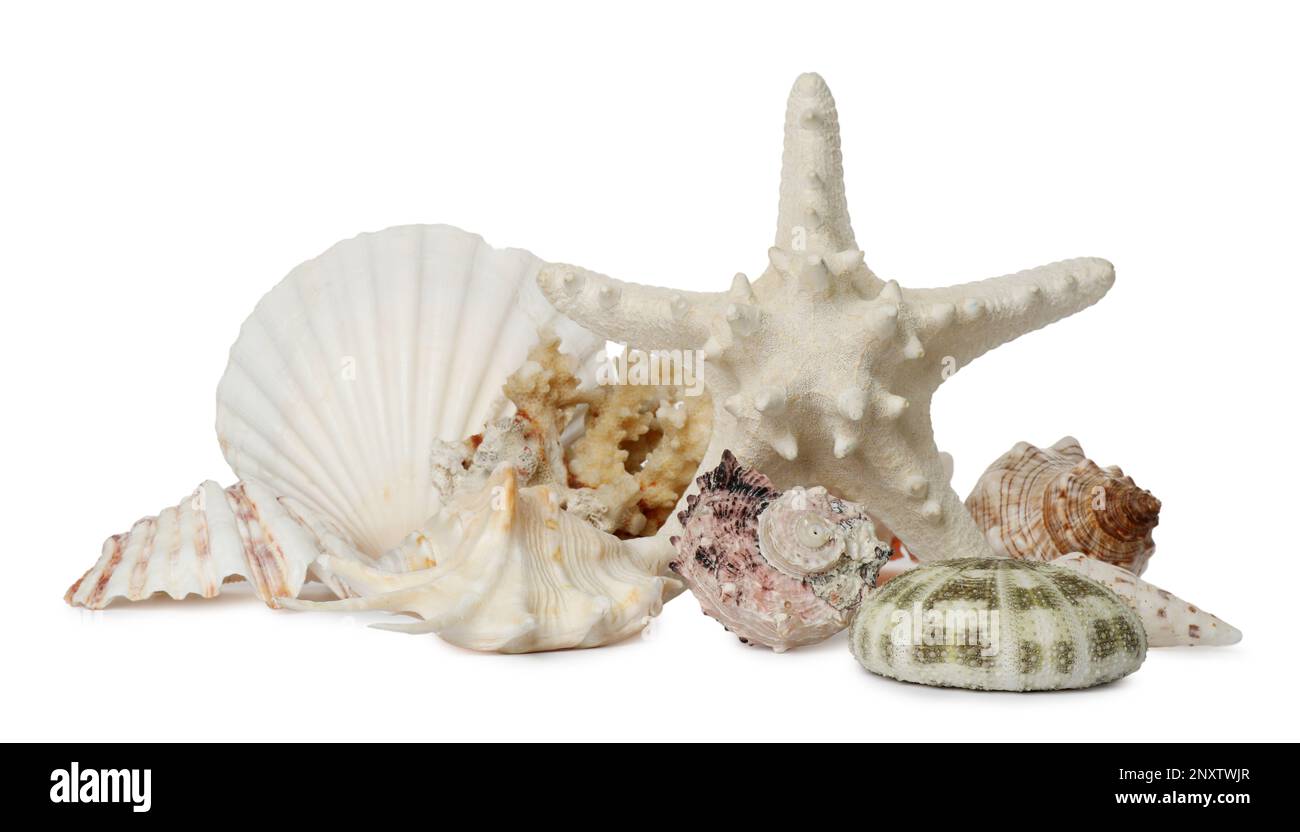 Beautiful starfish, coral and sea shells on white background Stock ...