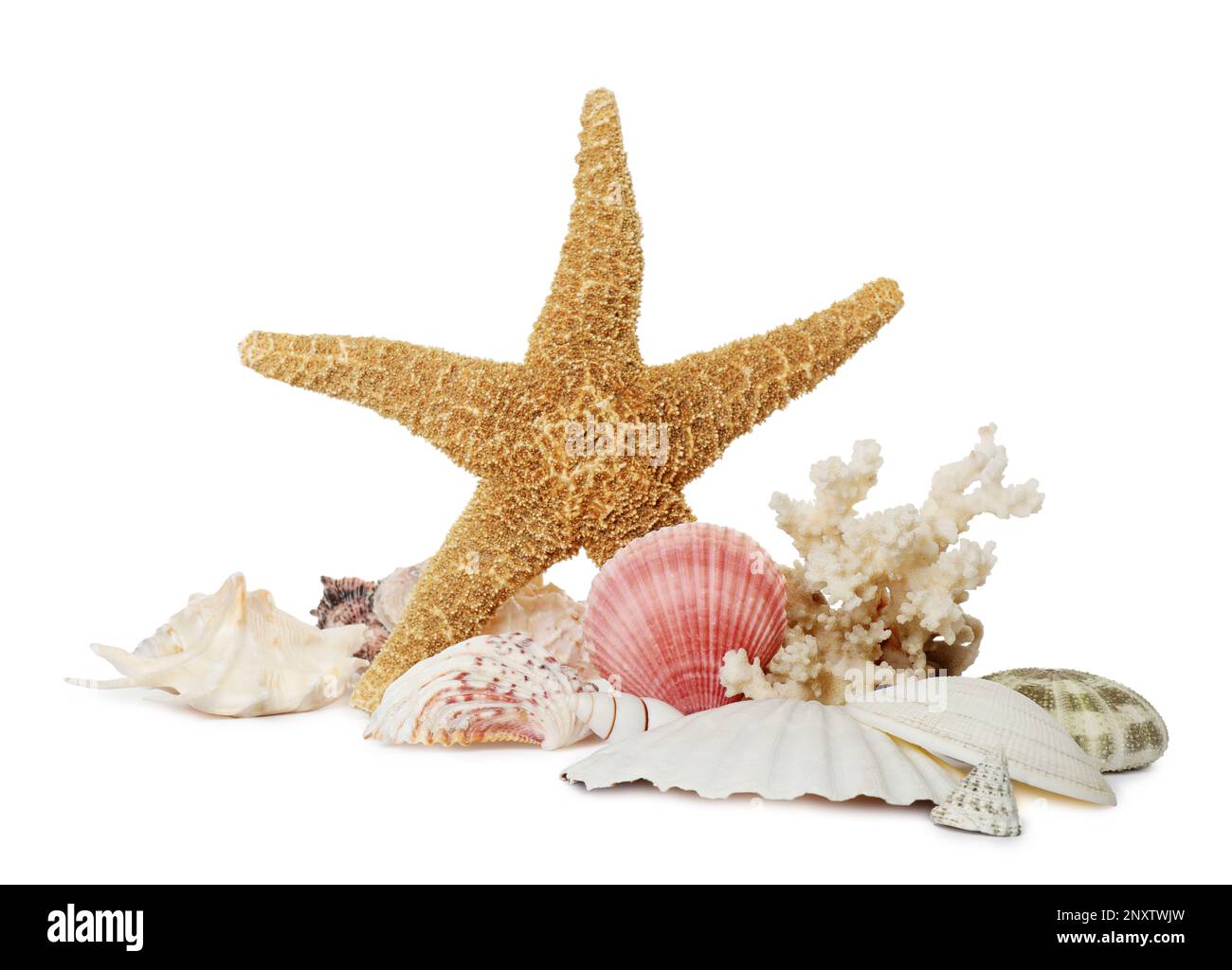 Beautiful starfish, coral and sea shells on white background Stock ...