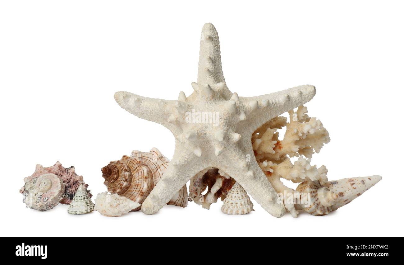 Beautiful starfish, coral and sea shells on white background Stock ...