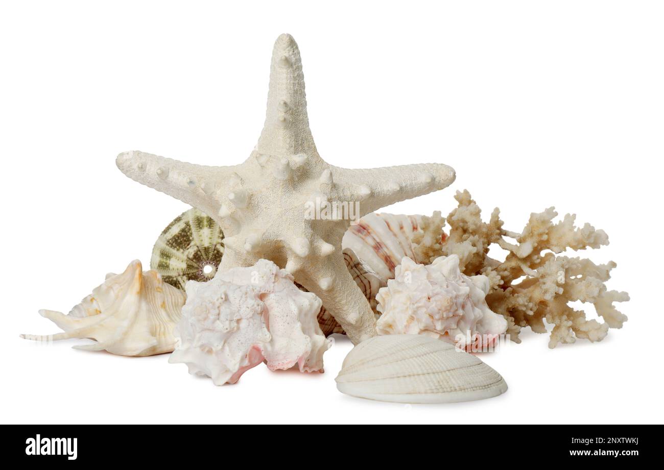Beautiful starfish, coral and sea shells on white background Stock ...