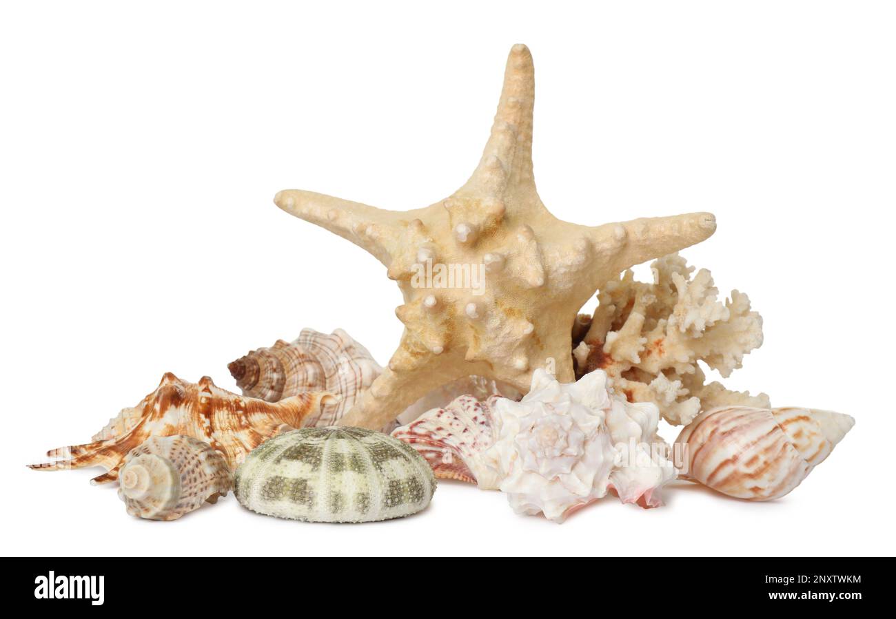 Beautiful starfish, coral and sea shells on white background Stock ...