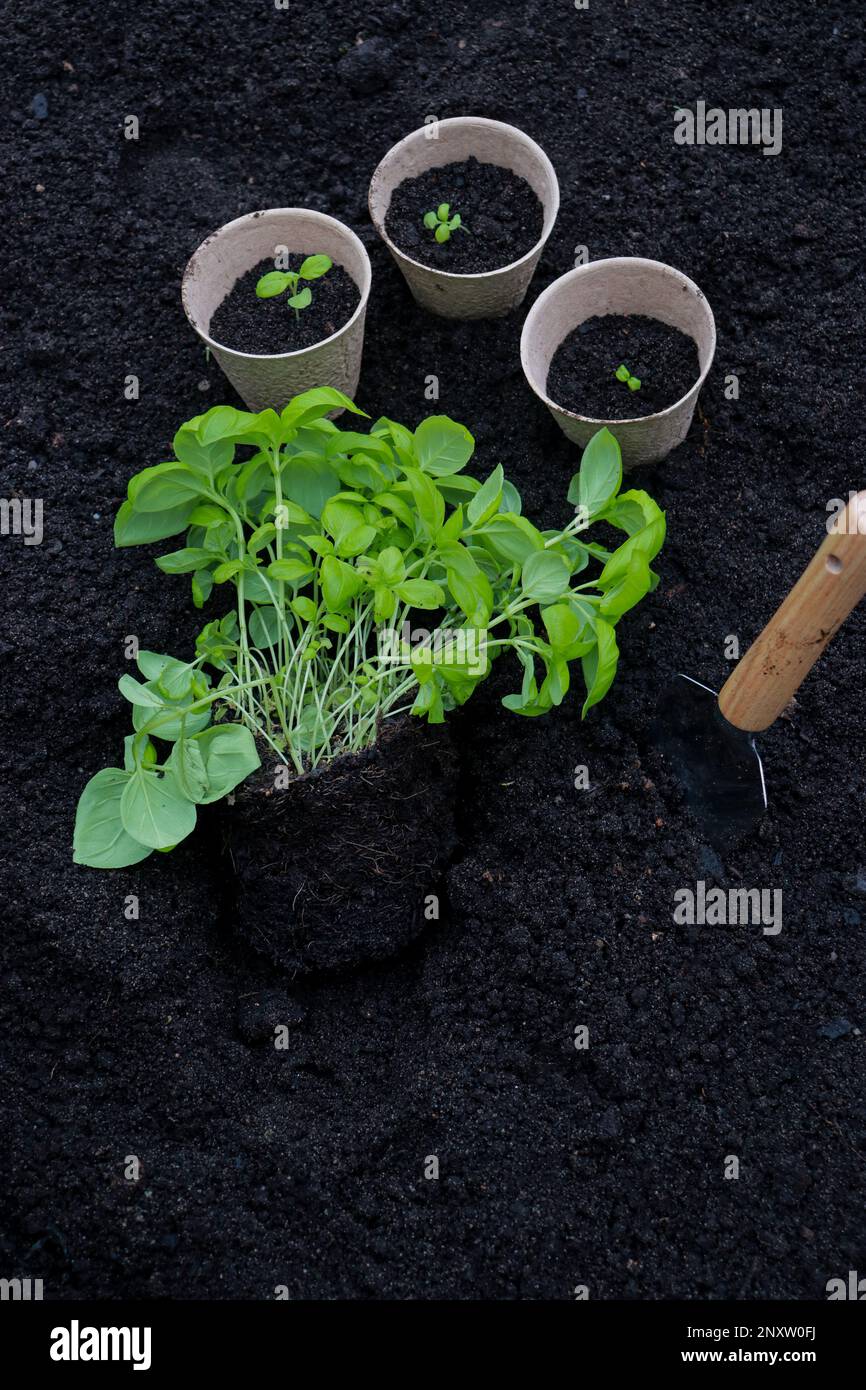 peat pots with sprouts and basil plant on soil texture background Stock ...