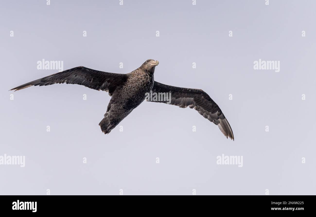 Southern giant petrel bird soaring alongside ship in South Atlantic ...