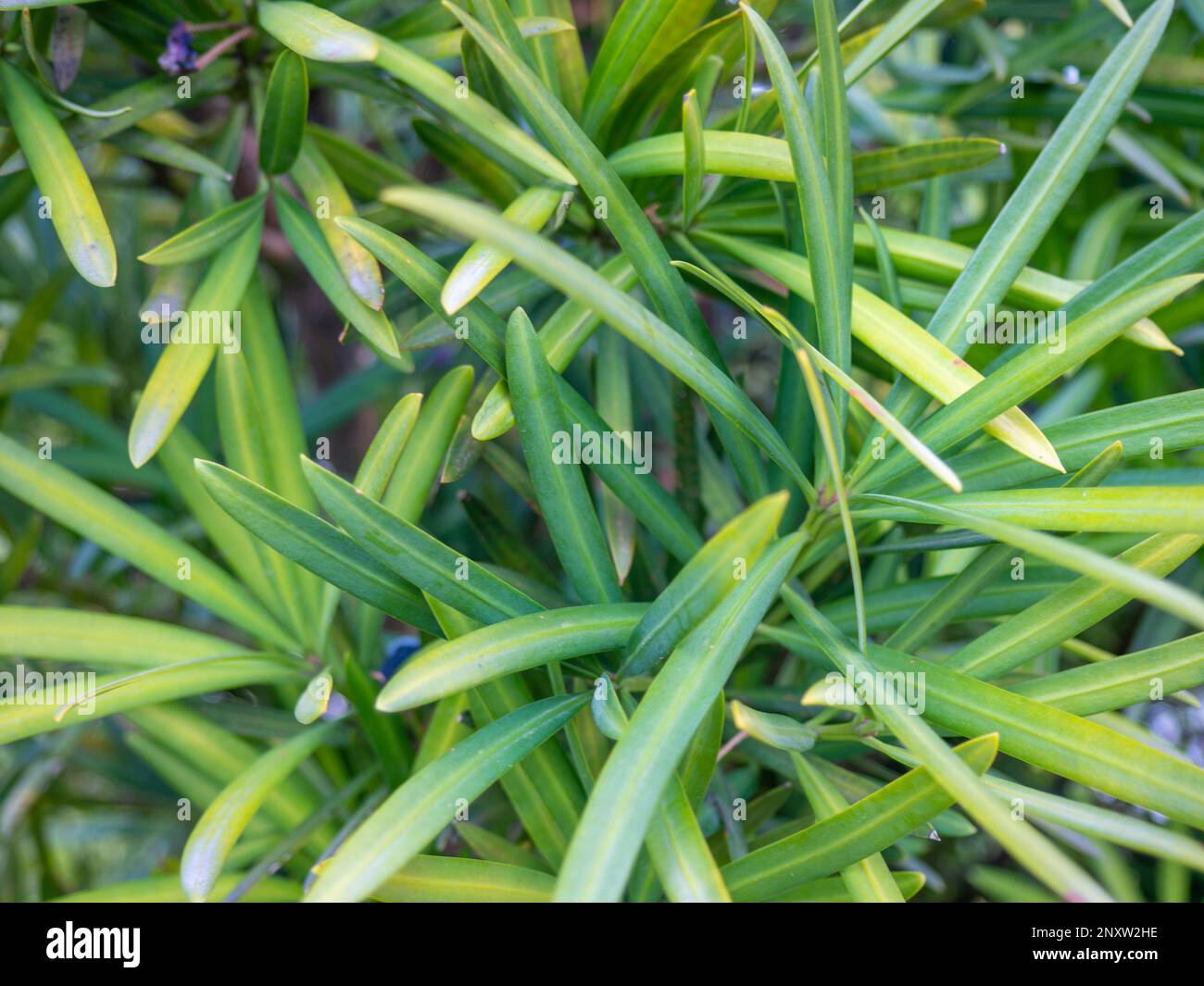 Bush with thin long leaves. Leaves background. Pattern from the ...
