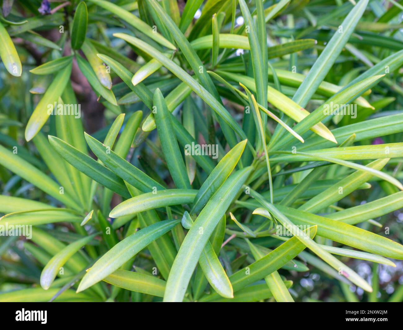 Bush with thin long leaves. Leaves background. Pattern from the ...