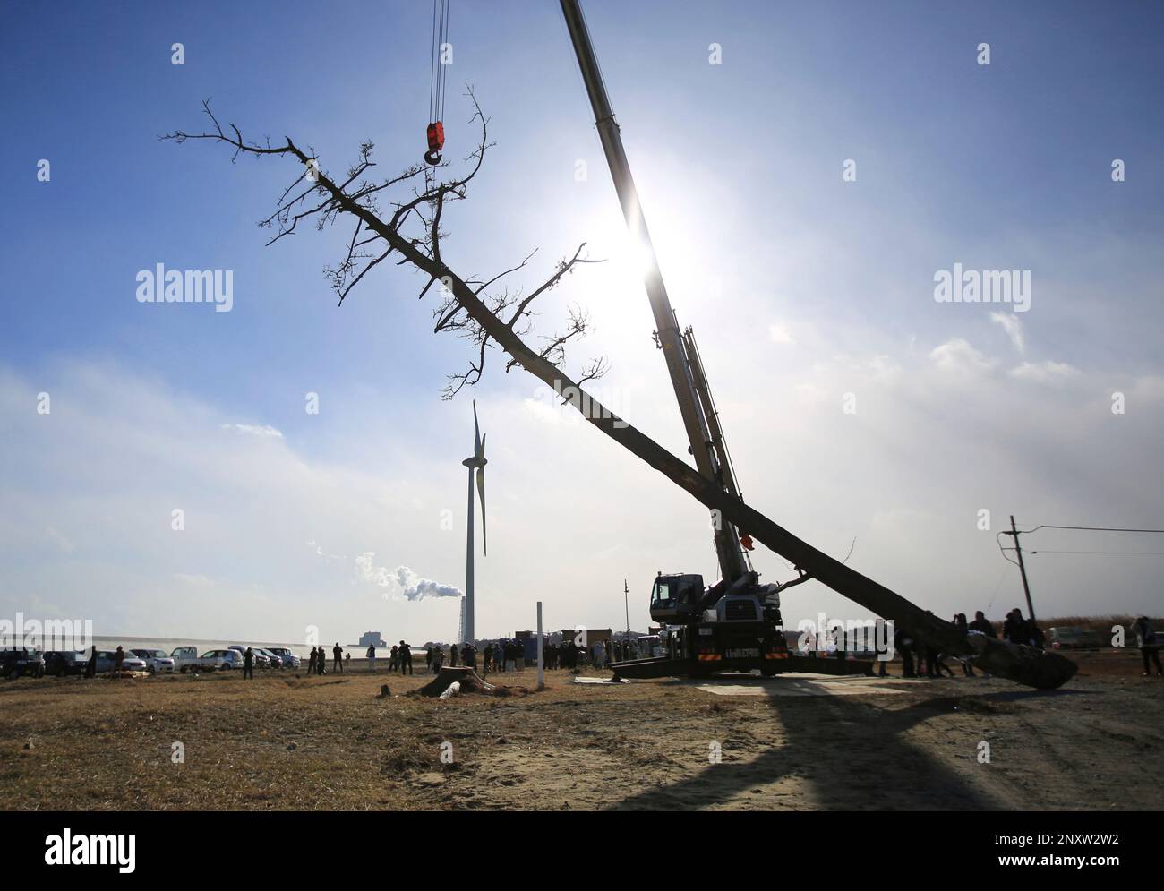 About 25-meters-height pine tree, survived at the disaster-stricken ...