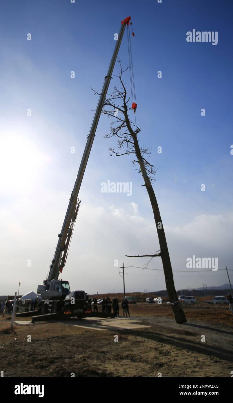 About 25-meters-height pine tree, survived at the disaster-stricken ...