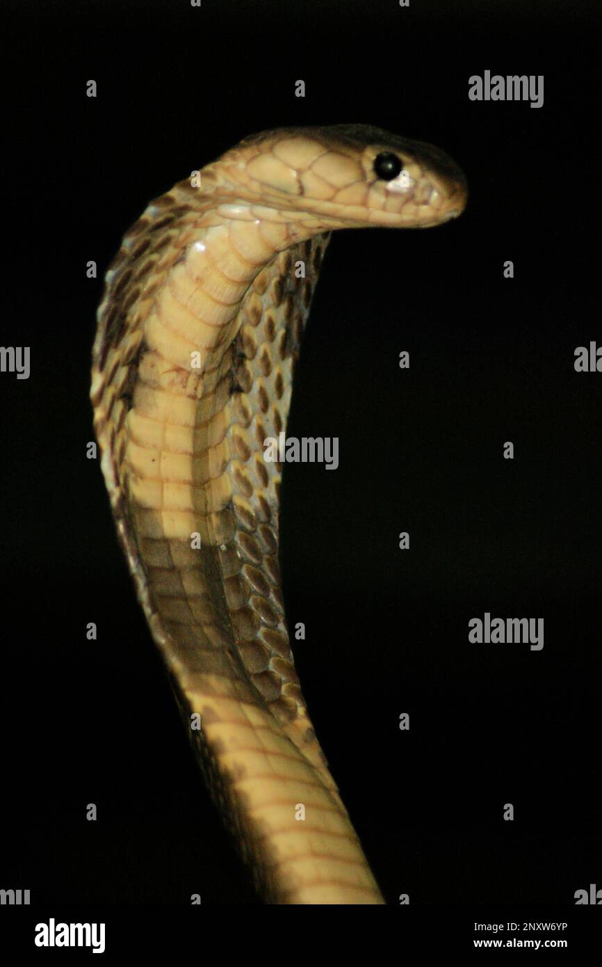 Seven Headed Cobra In Honduras