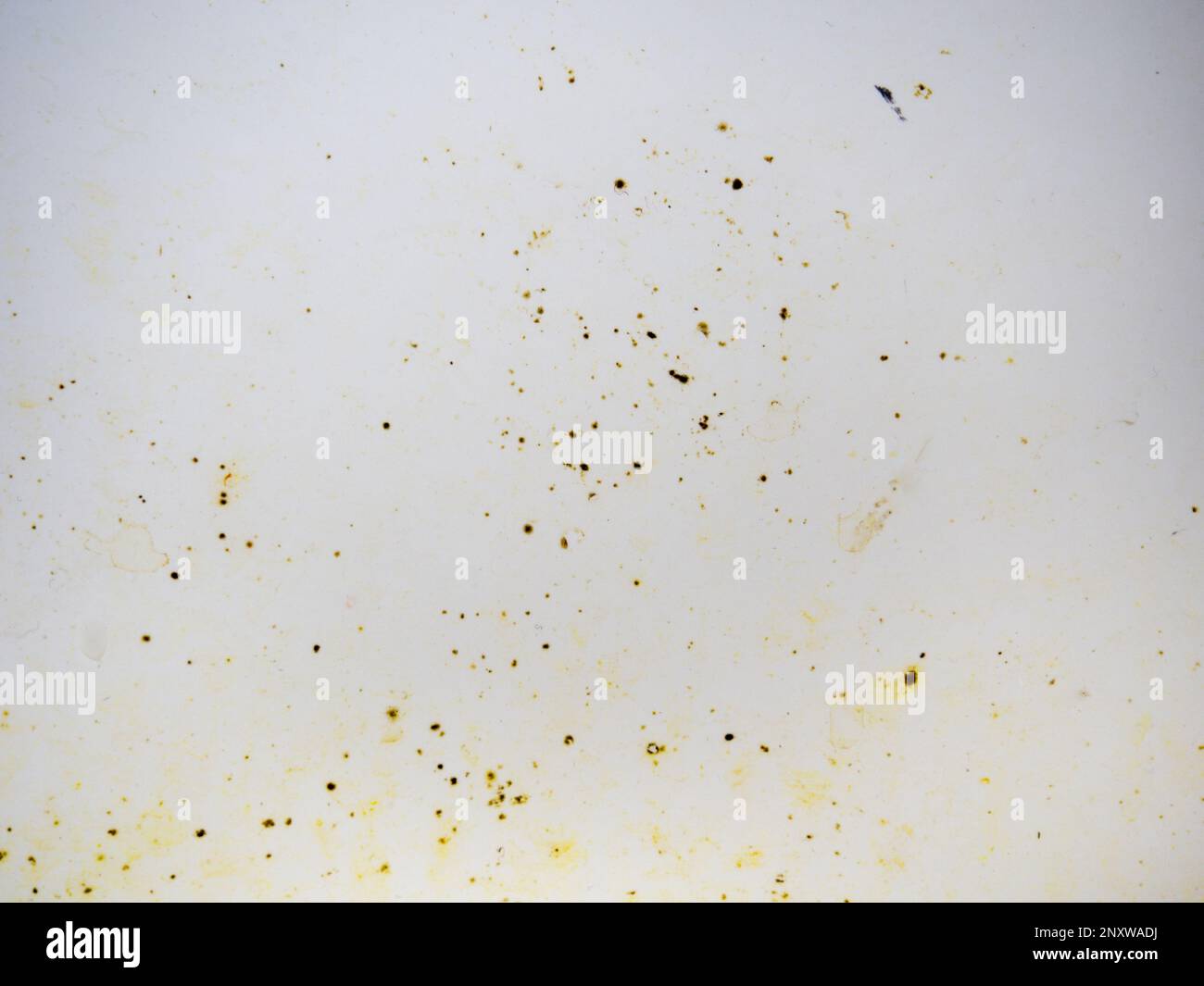 Mold on bathroom enamel. Black dots of mold and yellow plaque. Requires ...