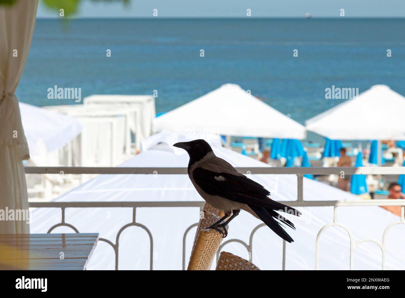 A Hooded crow (Corvus cornix) standing on a chair by the beach Stock ...