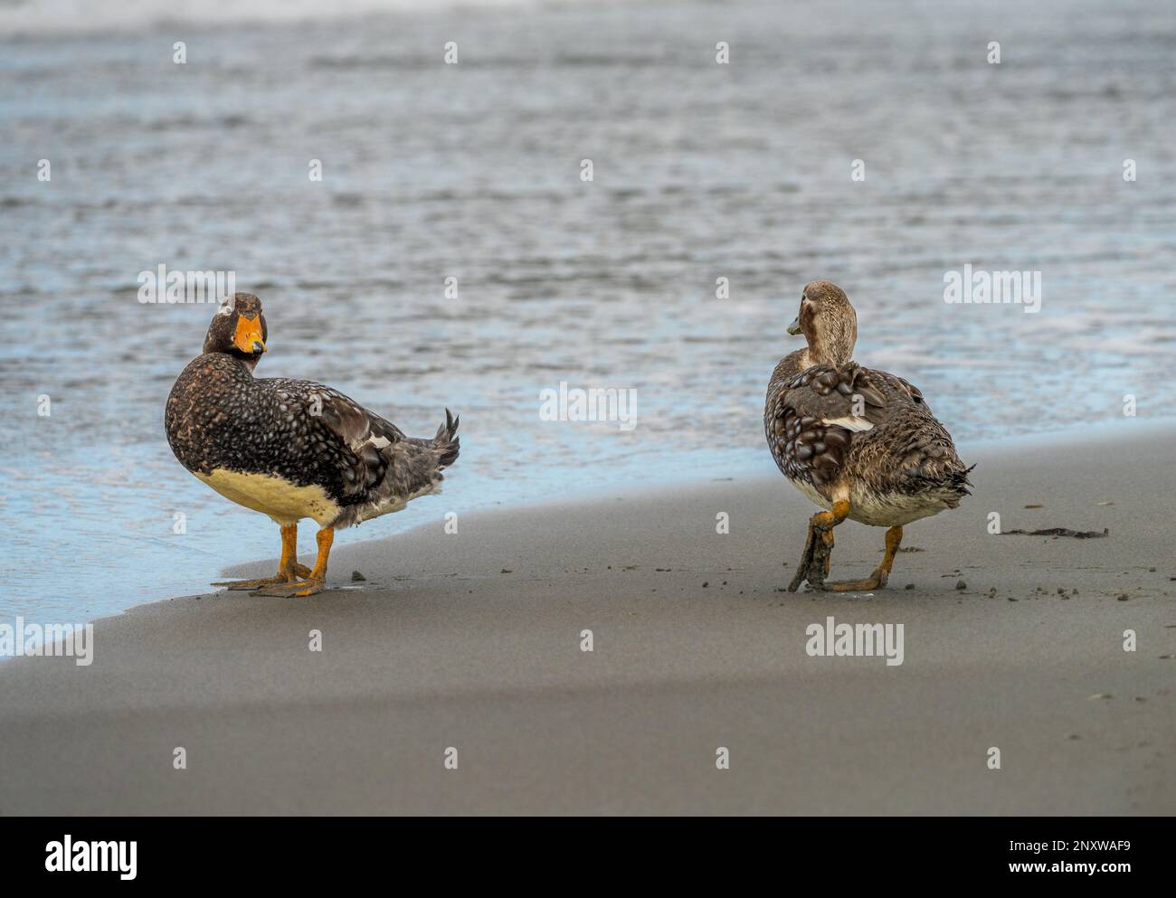 Steamer ducks tachyeres brachypterus walking hi-res stock photography ...