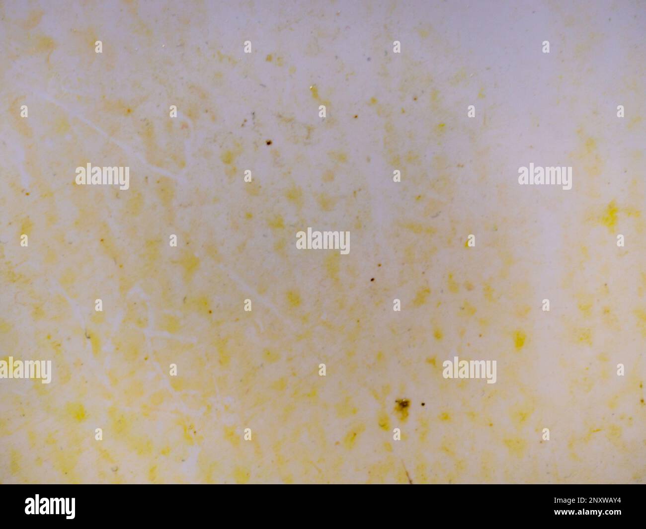 Mold on bathroom enamel. Black dots of mold and yellow plaque. Requires ...