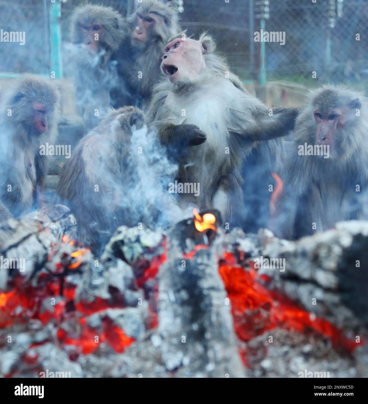 Monkeys warm themselves in an open-air fire at the Japan Monkey Parke ...