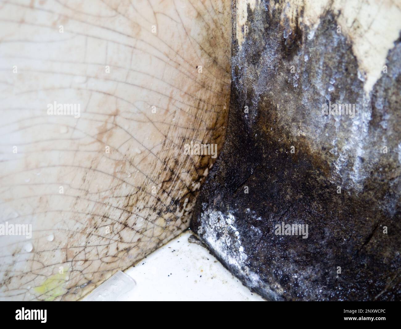 Mold in the bathroom. Black dots of mold and yellow plaque. Black mold ...
