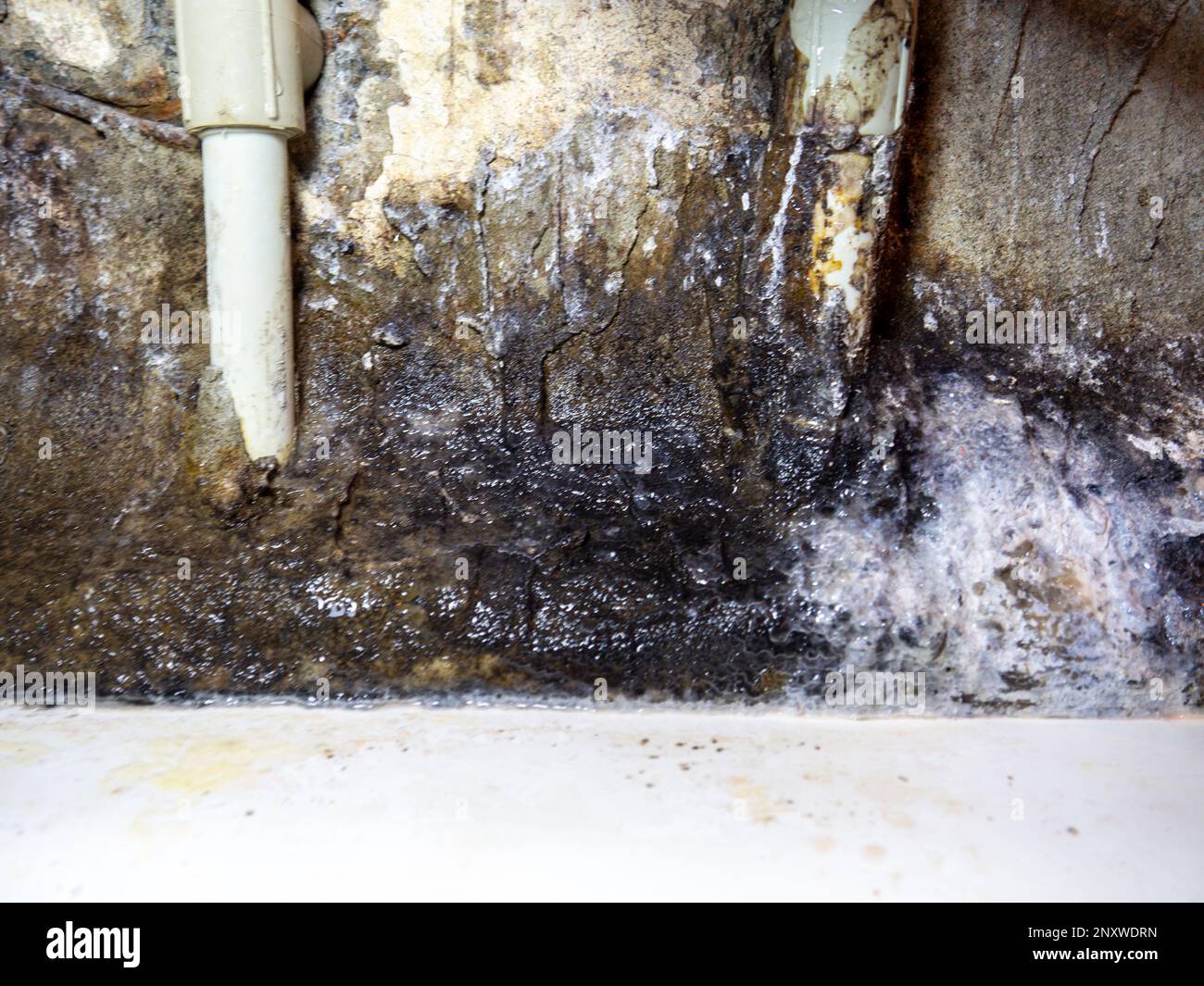 Plumbing. Mold in the bathroom. Black dots of mold and yellow plaque ...