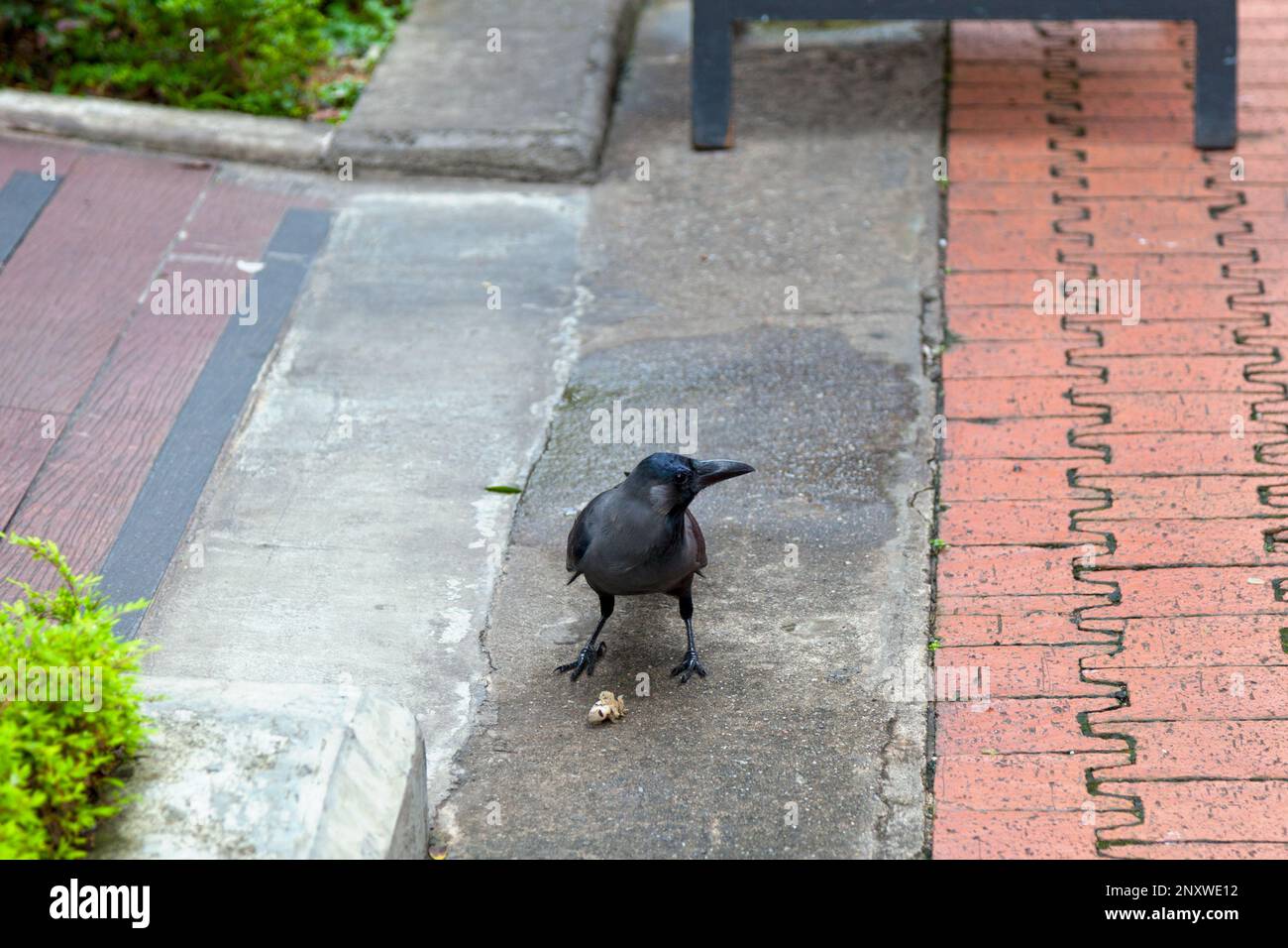 The house crow (Corvus splendens), also known as the Indian, greynecked ...