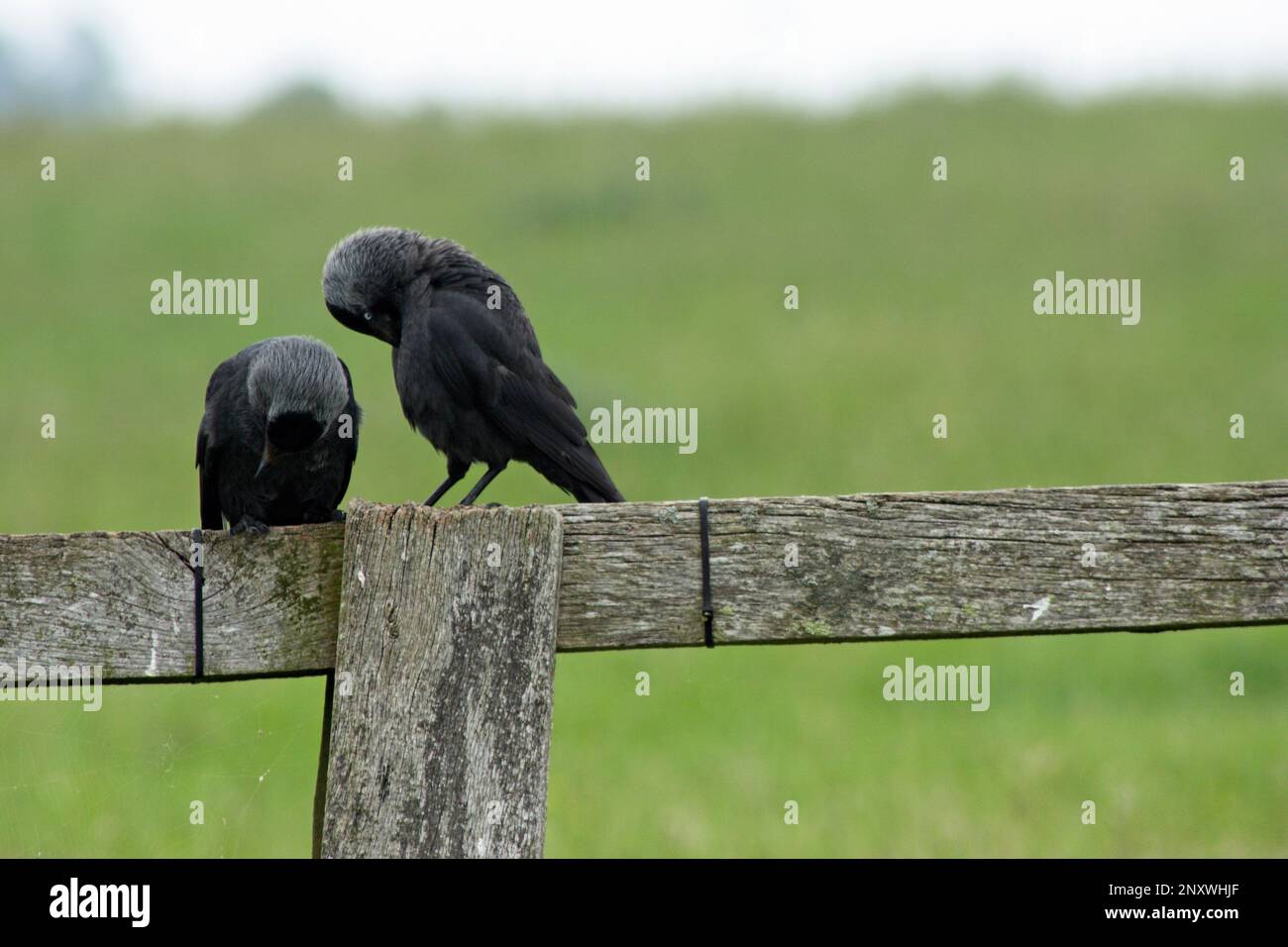 The western jackdaw (Coloeus monedula), also known as the Eurasian ...