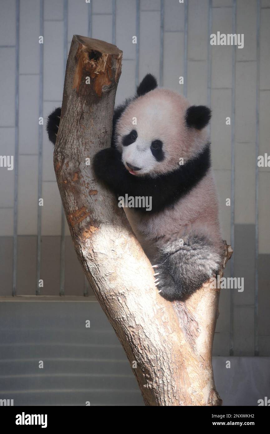A baby panda Xiang Xiang is shown to media on Dec. 18, 2017 at Ueno Zoo ...