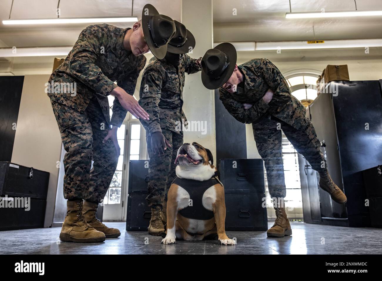 U.S. Marine Corps Cpl. Manny, the mascot of Marine Corps Recruit Depot ...