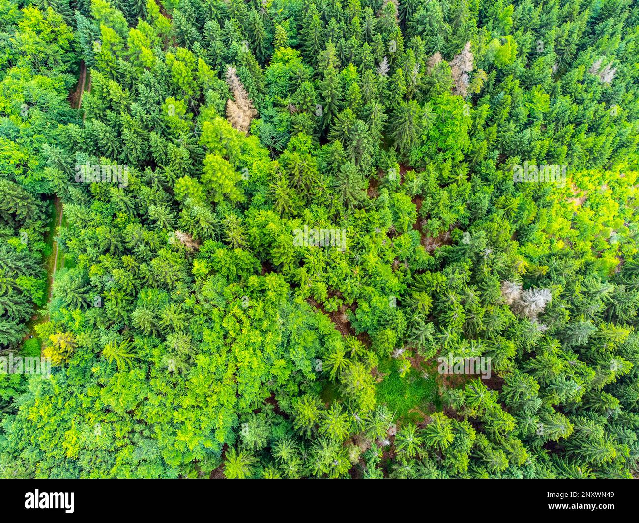 Spruce forest greenery. Aerial view from drone Stock Photo - Alamy