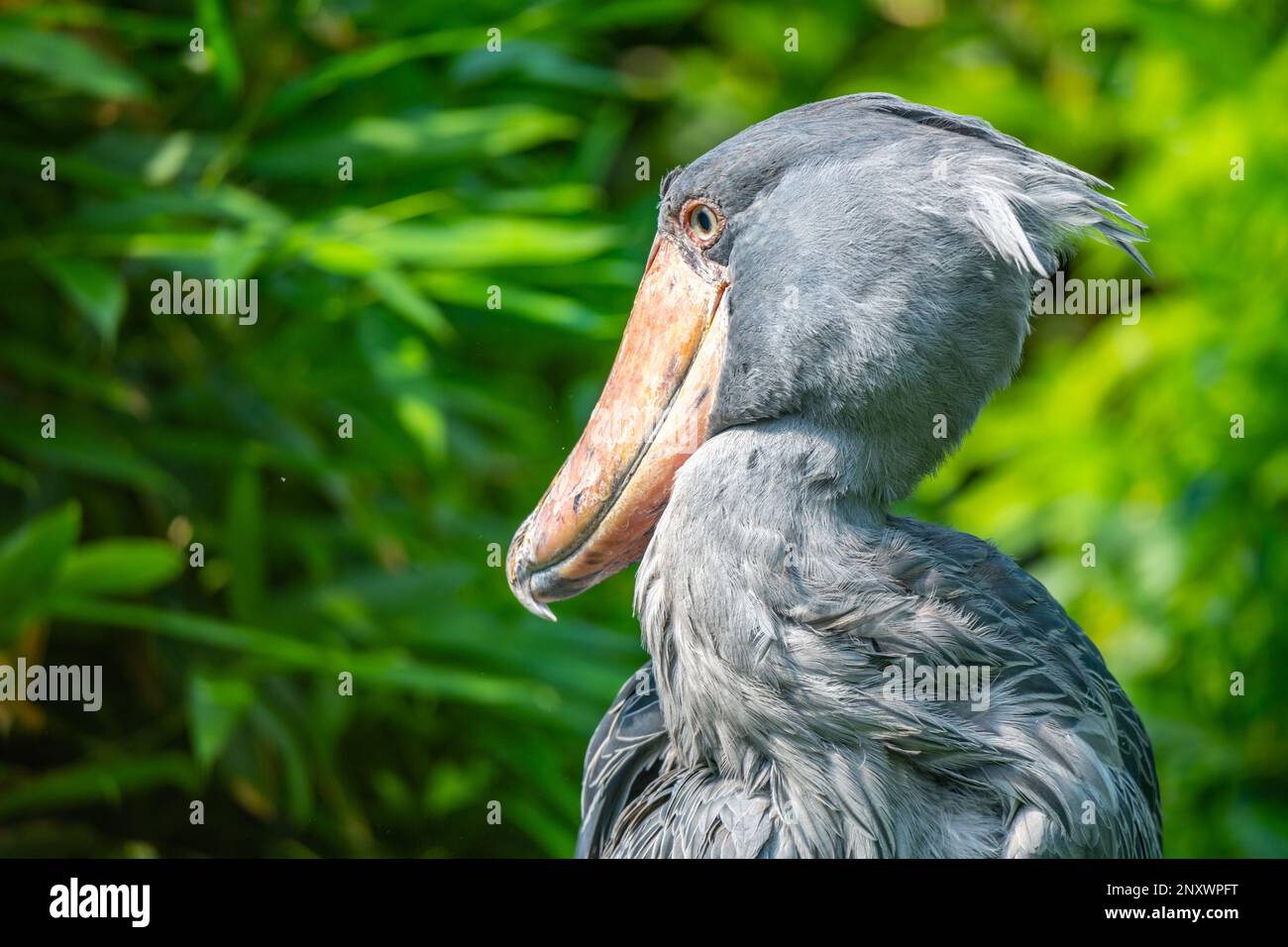Shoebill, Balaeniceps rex, aka whalehead, whale-headed stork or shoe ...
