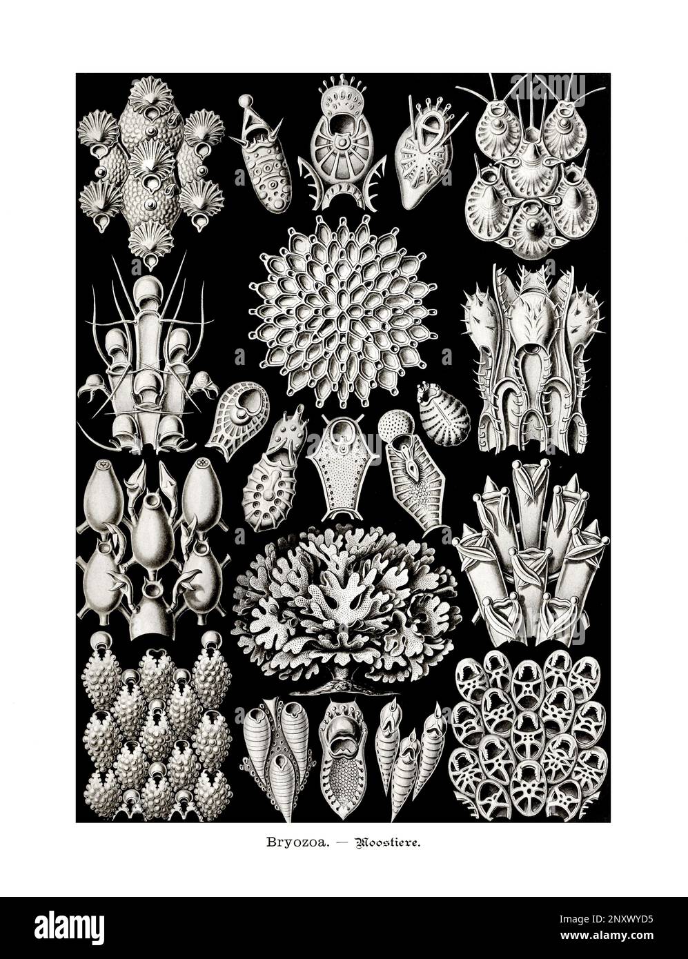 ERNST HAECKEL ART - Bryozoa, moss animals - 19th Century - Antique ...