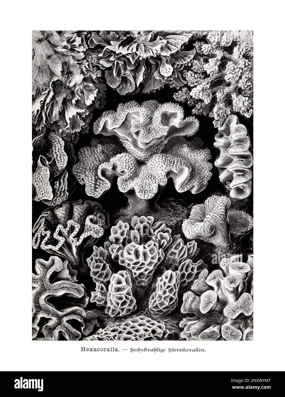 ERNST HAECKEL ART - Hexacoralla, Corals - 19th Century - Antique ...