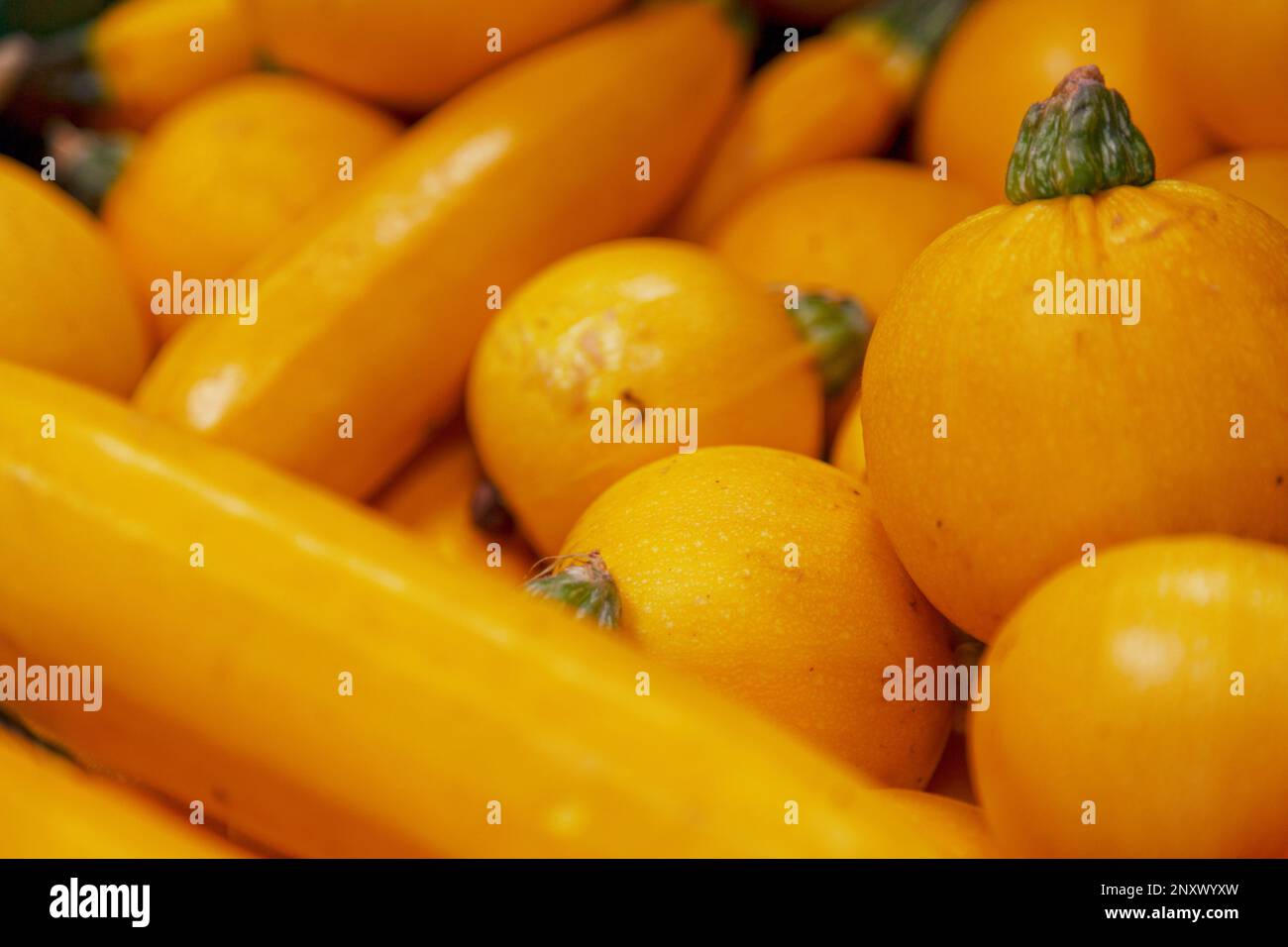 Full frame close-up on a stack of Golden zucchini (both round and long ...