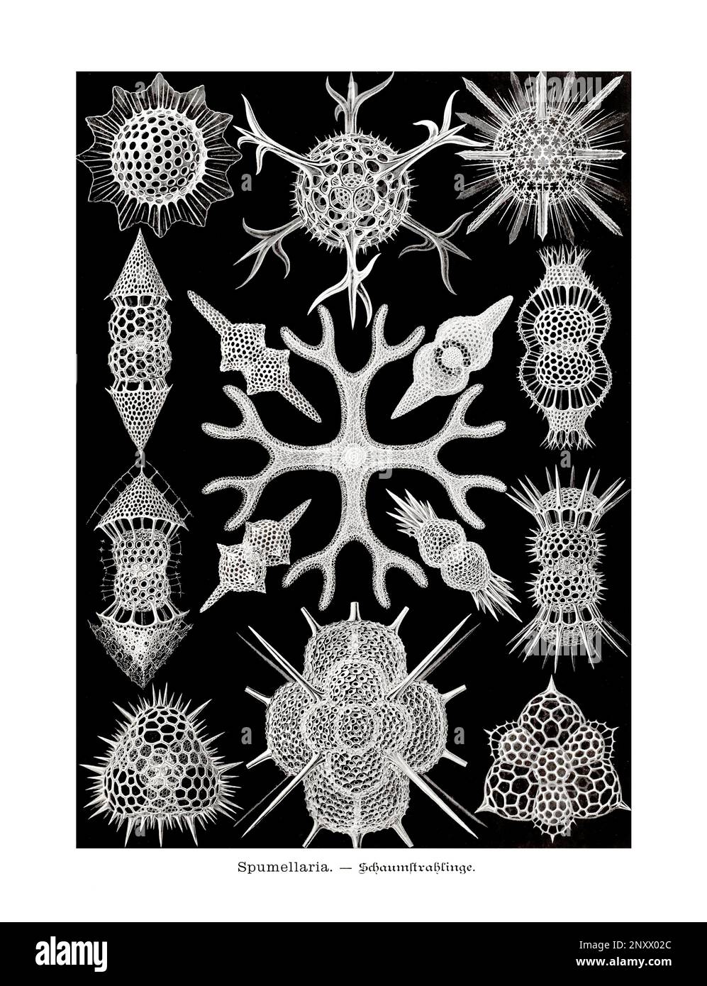 ERNST HAECKEL ART - Spumellaria, ameboid protists - 19th Century ...